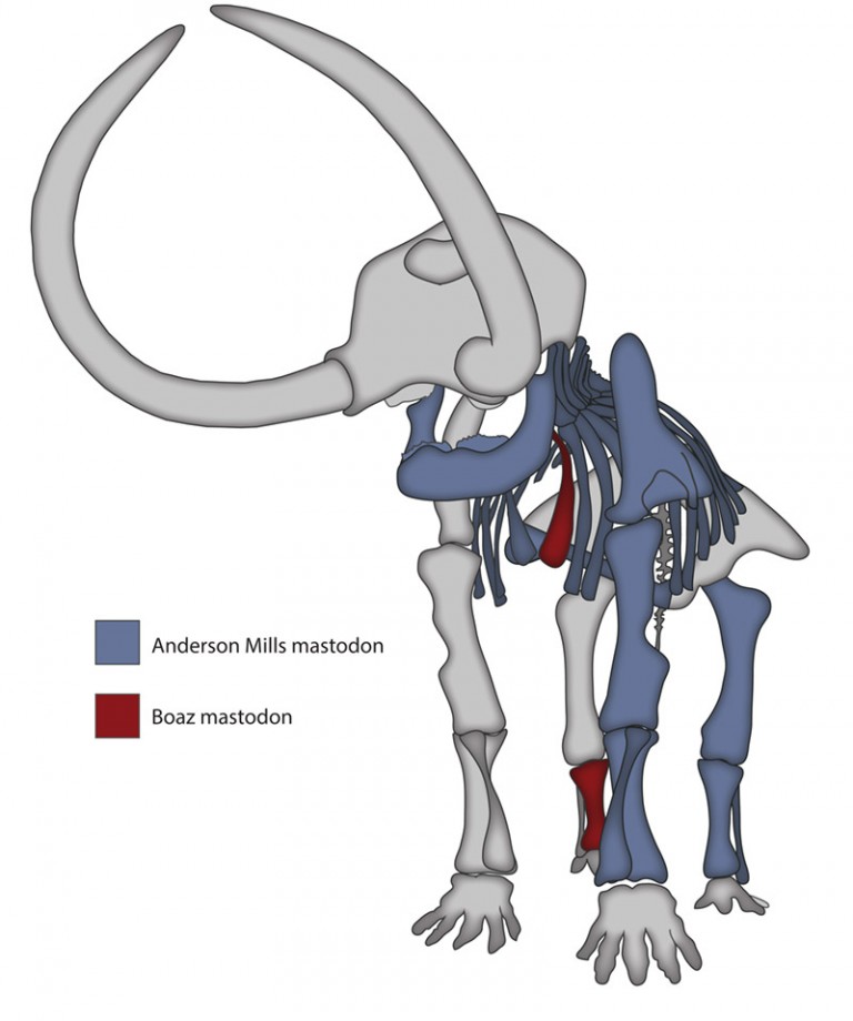 The Mysterious Mastodon | On Wisconsin Magazine