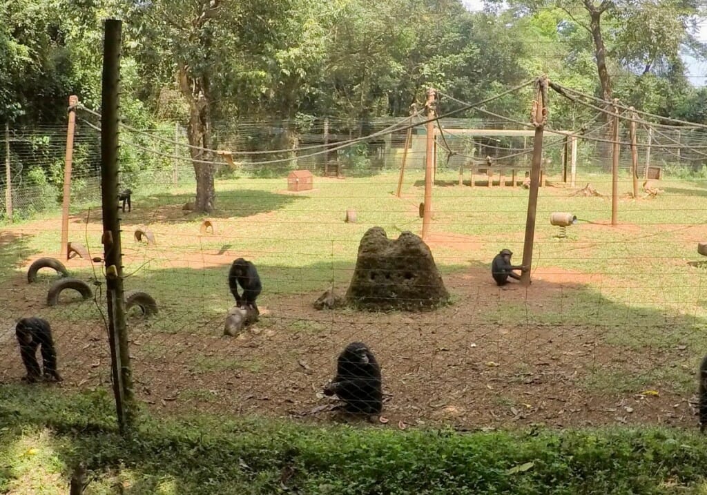 Mystery Chimp Disease | On Wisconsin Magazine