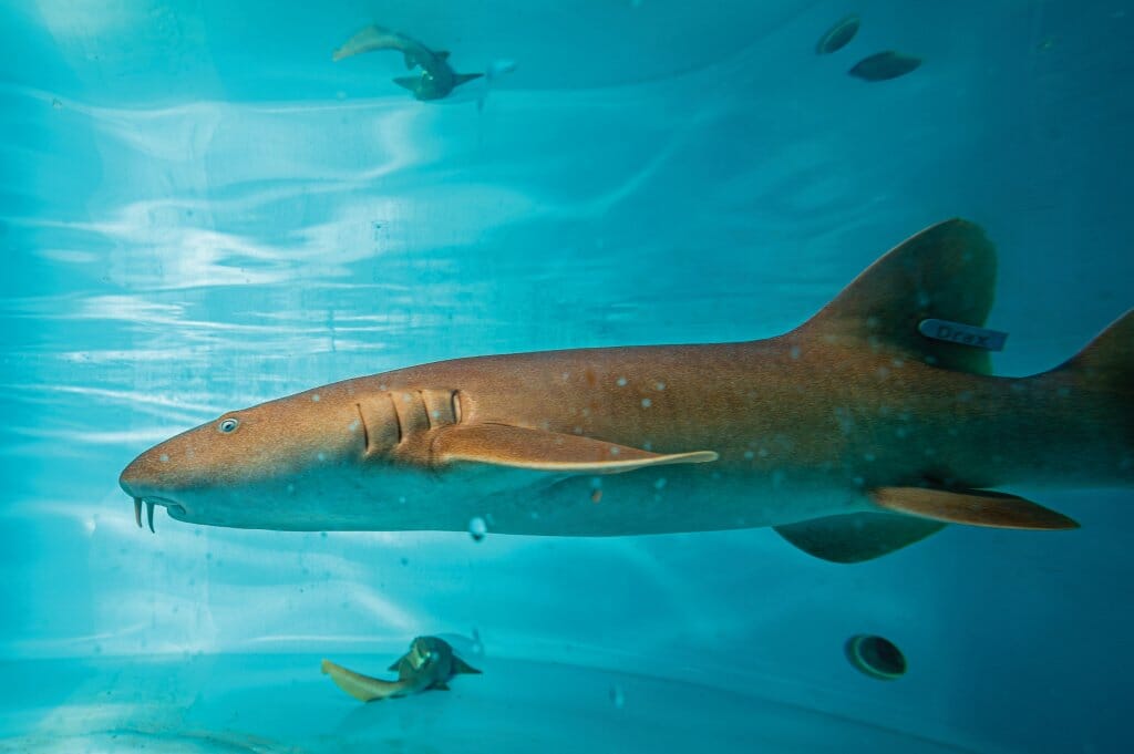 A Shark Solution to COVID-19 | On Wisconsin Magazine